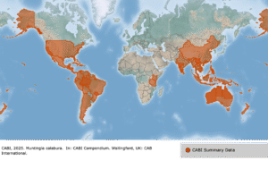 El capulín tropical, un arbolito entrañable - Nube de Monte